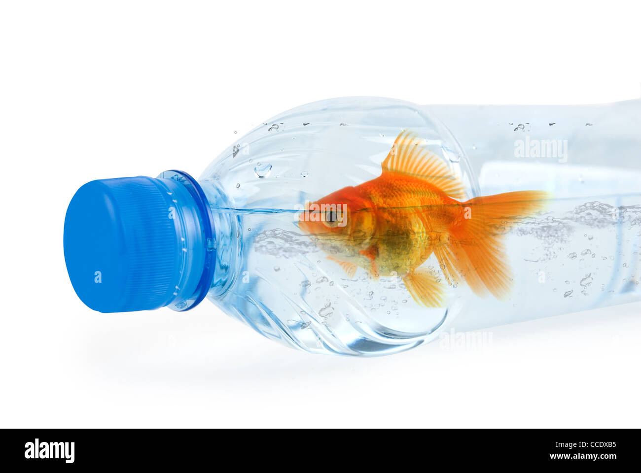 Close up of bottle with drinking water and swiming there gold fish ...