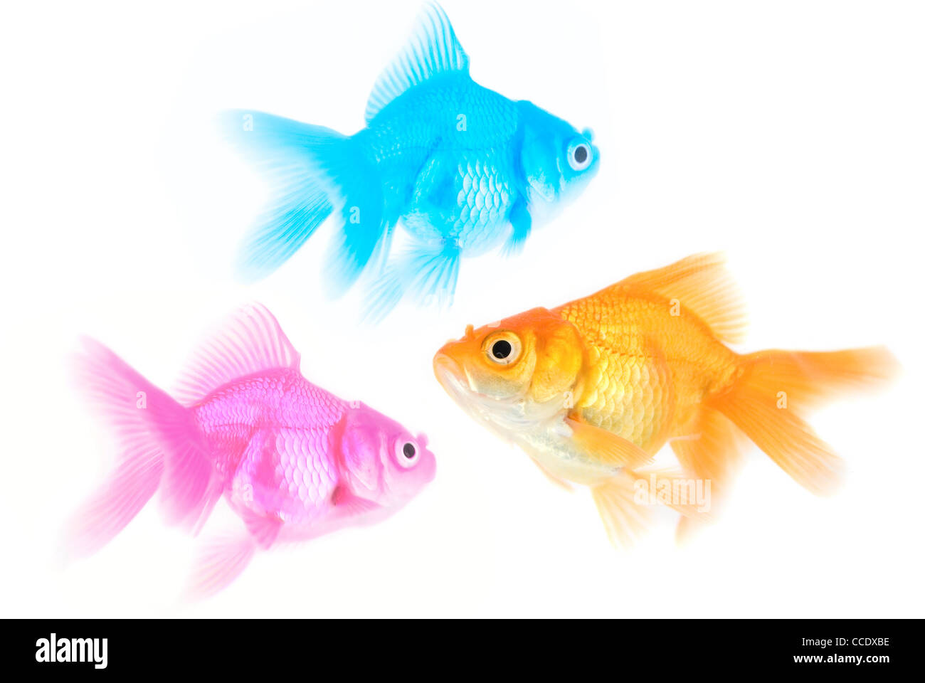 Three different color fishes isolated on white Stock Photo - Alamy