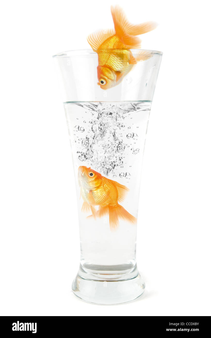 goldfish jumping to the glass with water on white background Stock ...