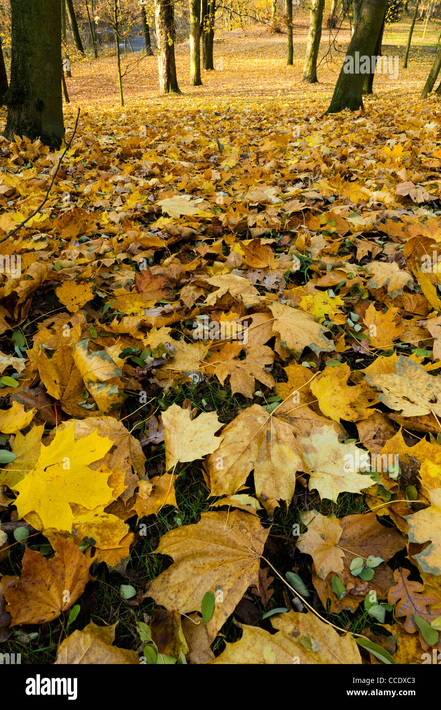 fallen leaves on the ground in a forest Stock Photo - Alamy