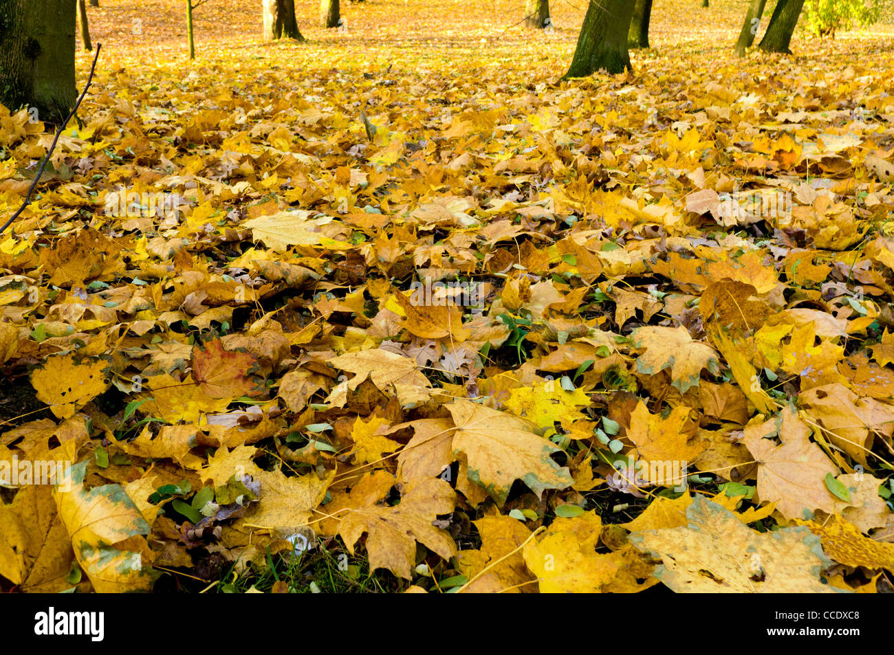 fallen leaves on the ground in a forest Stock Photo - Alamy