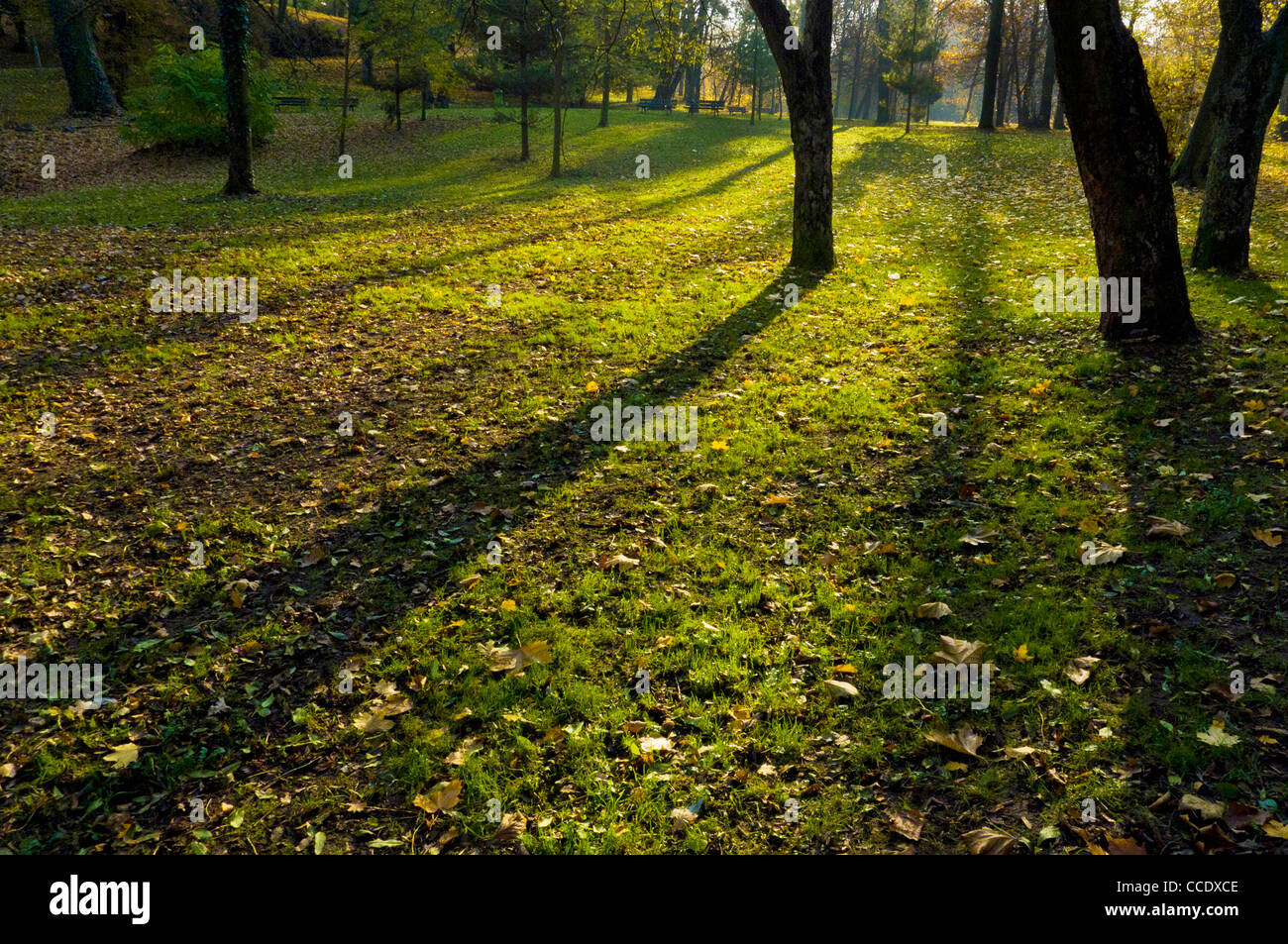Shadows and trees hi-res stock photography and images - Alamy