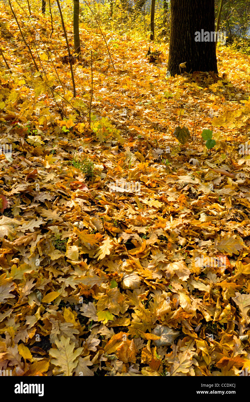 fallen leaves on the ground in a forest Stock Photo - Alamy