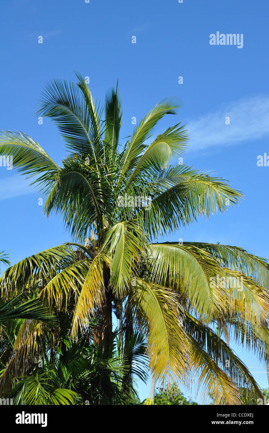 Coconuts palm, Bahamas Stock Photo - Alamy