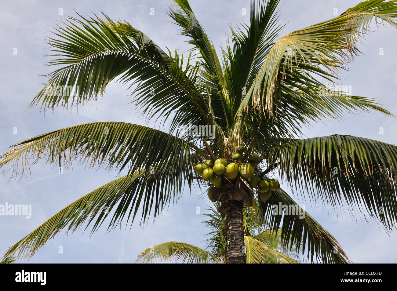 Coconuts palm, Bahamas Stock Photo - Alamy