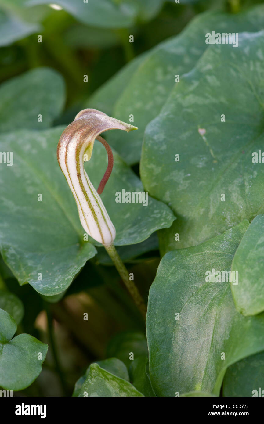 Friars cowl arisarum vulgare hi-res stock photography and images - Alamy