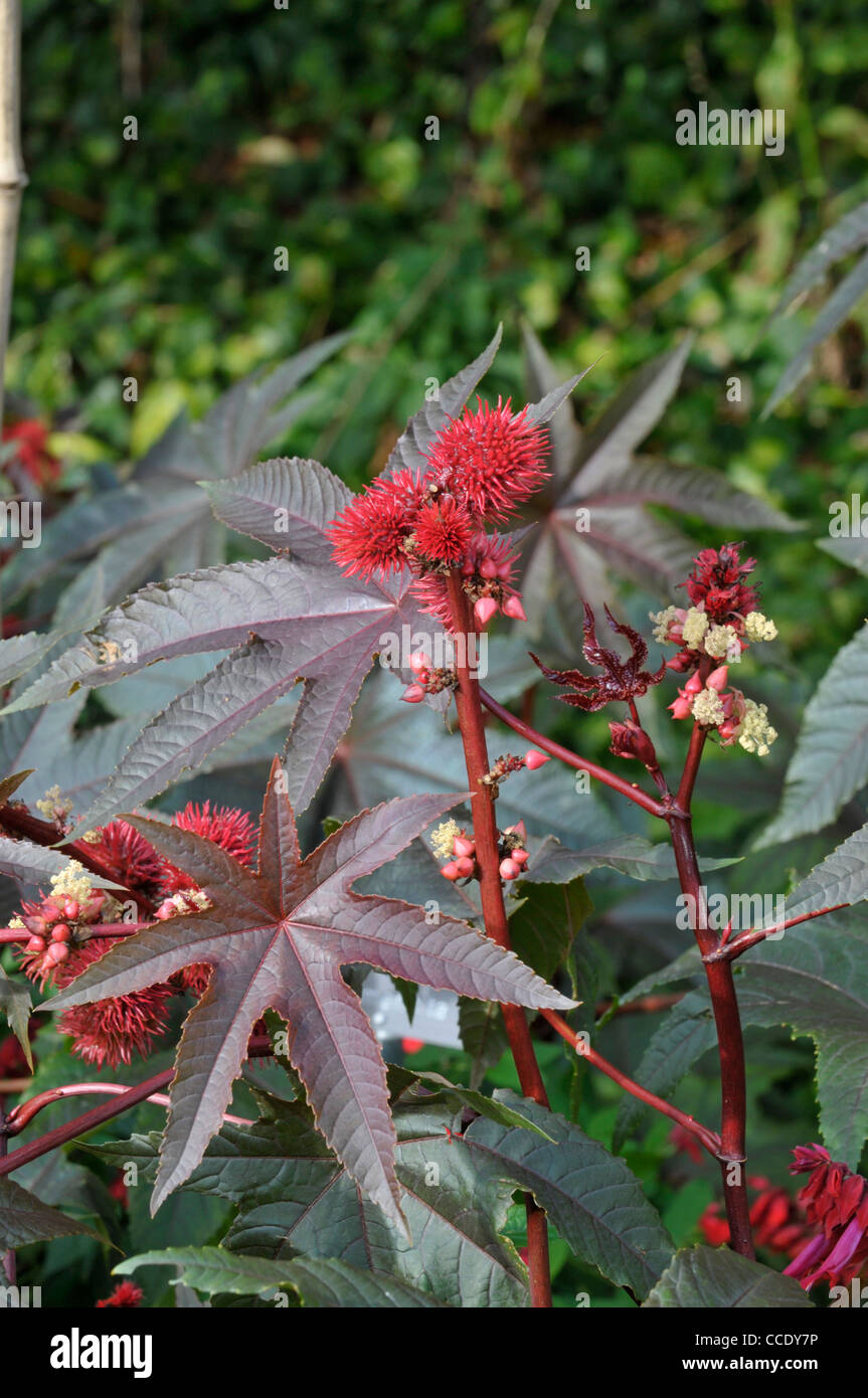 Red castor flower hi-res stock photography and images - Alamy