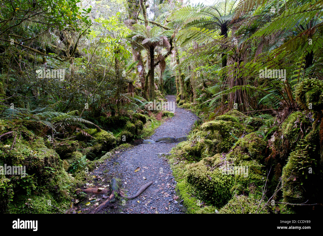 Rainforest track to the Franz Joseph Glacier South Island New Zealand ...