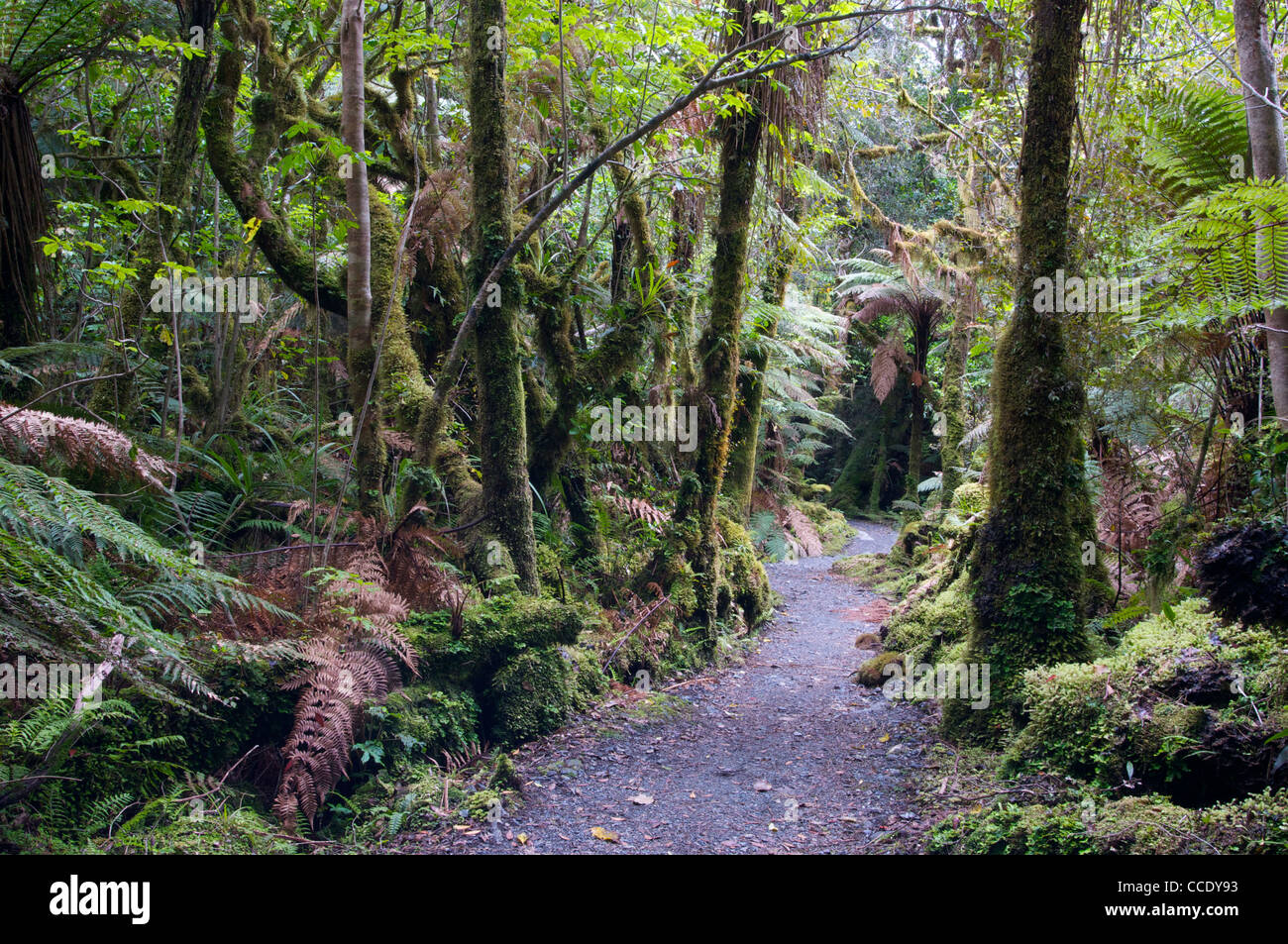 Rainforest track to the Franz Joseph Glacier South Island New Zealand ...