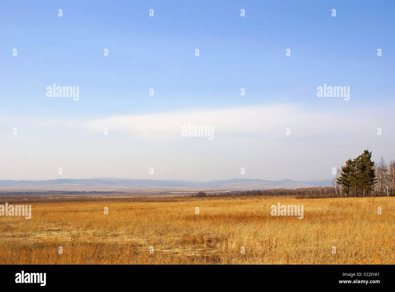 Landscape with field and forest Stock Photo - Alamy