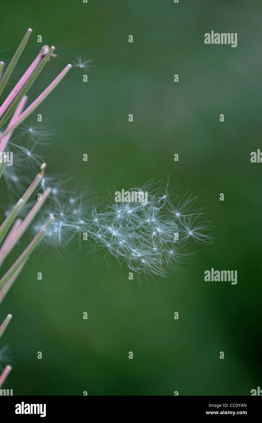 Epilobium angustifolium seeds hi-res stock photography and images - Alamy