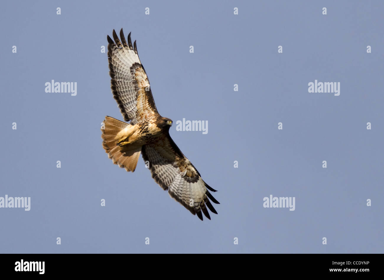 Red-tailed Hawk in flight Stock Photo - Alamy