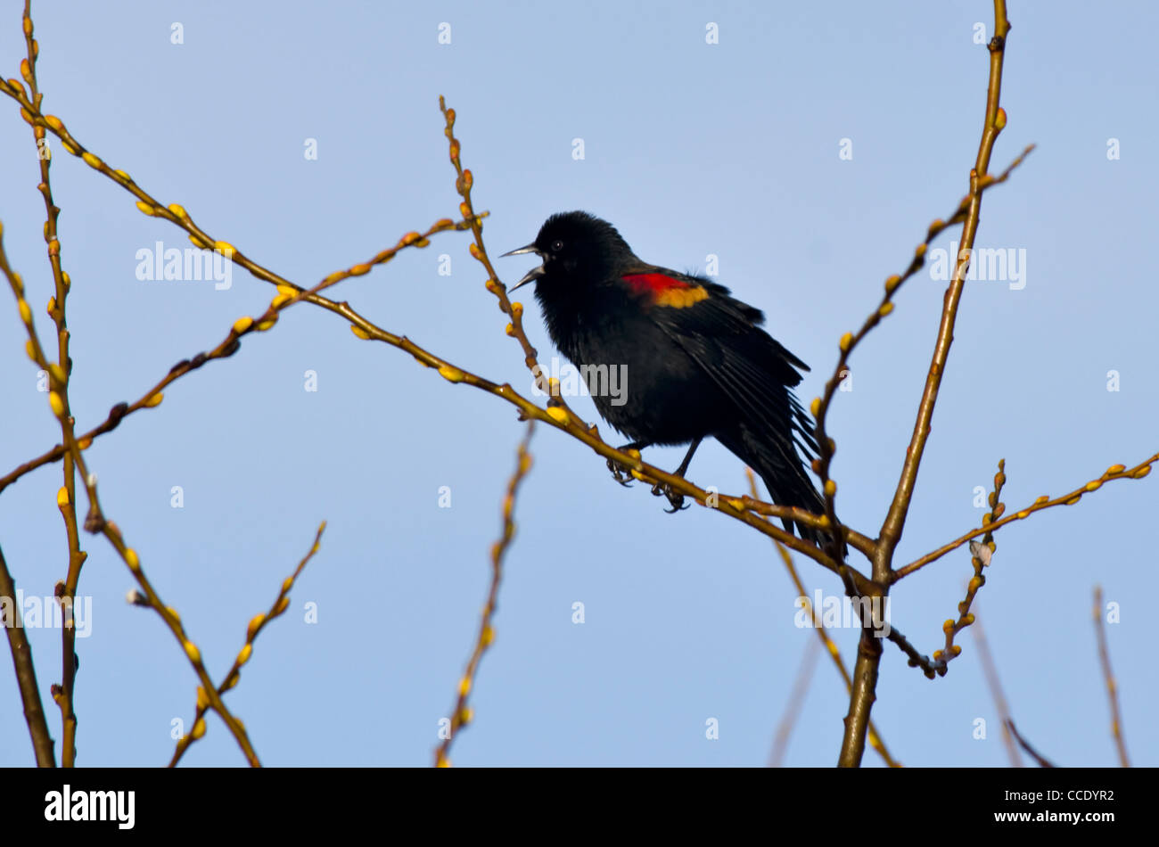 Red-winged Blackbird calling Stock Photo - Alamy