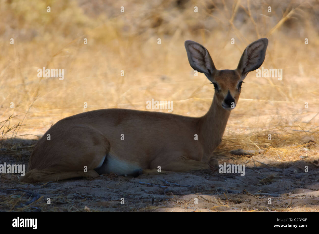 Female steenbok hi-res stock photography and images - Alamy