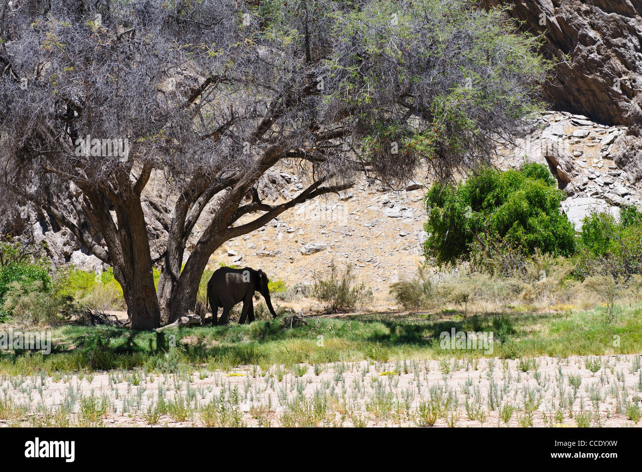 Shade In The Desert High Resolution Stock Photography and Images - Alamy