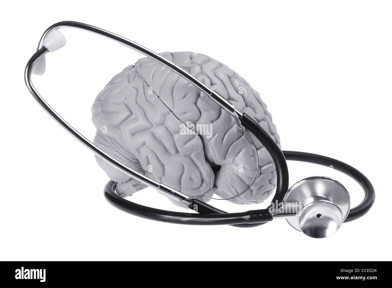 Brain Specimen and Stethoscope Stock Photo - Alamy