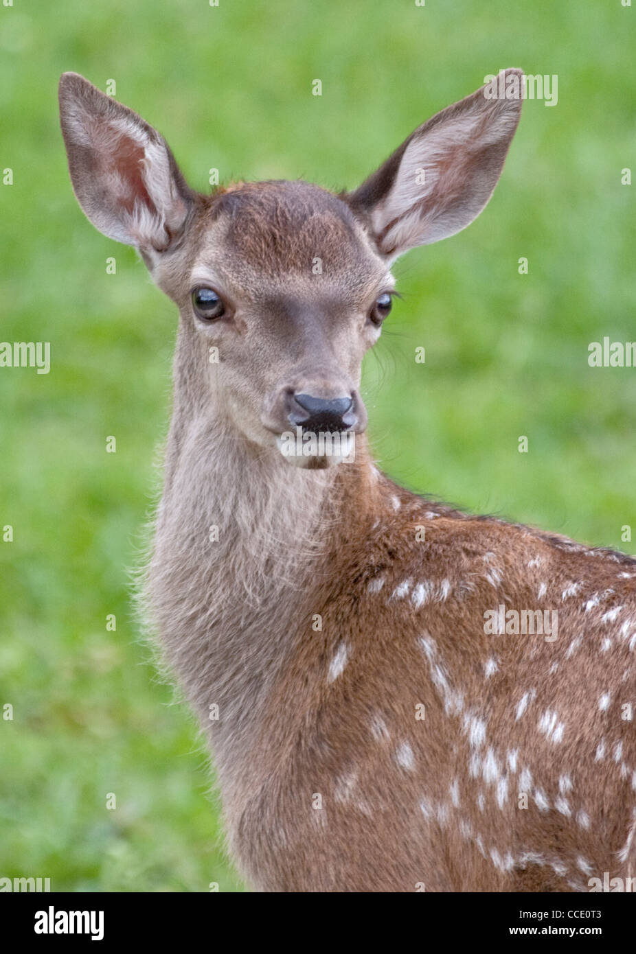 Baby red deer hi-res stock photography and images - Alamy