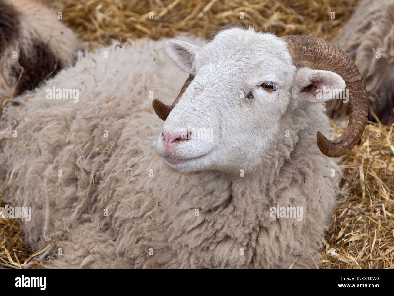 Grey Faced Dartmoor Sheep Stock Photo - Alamy
