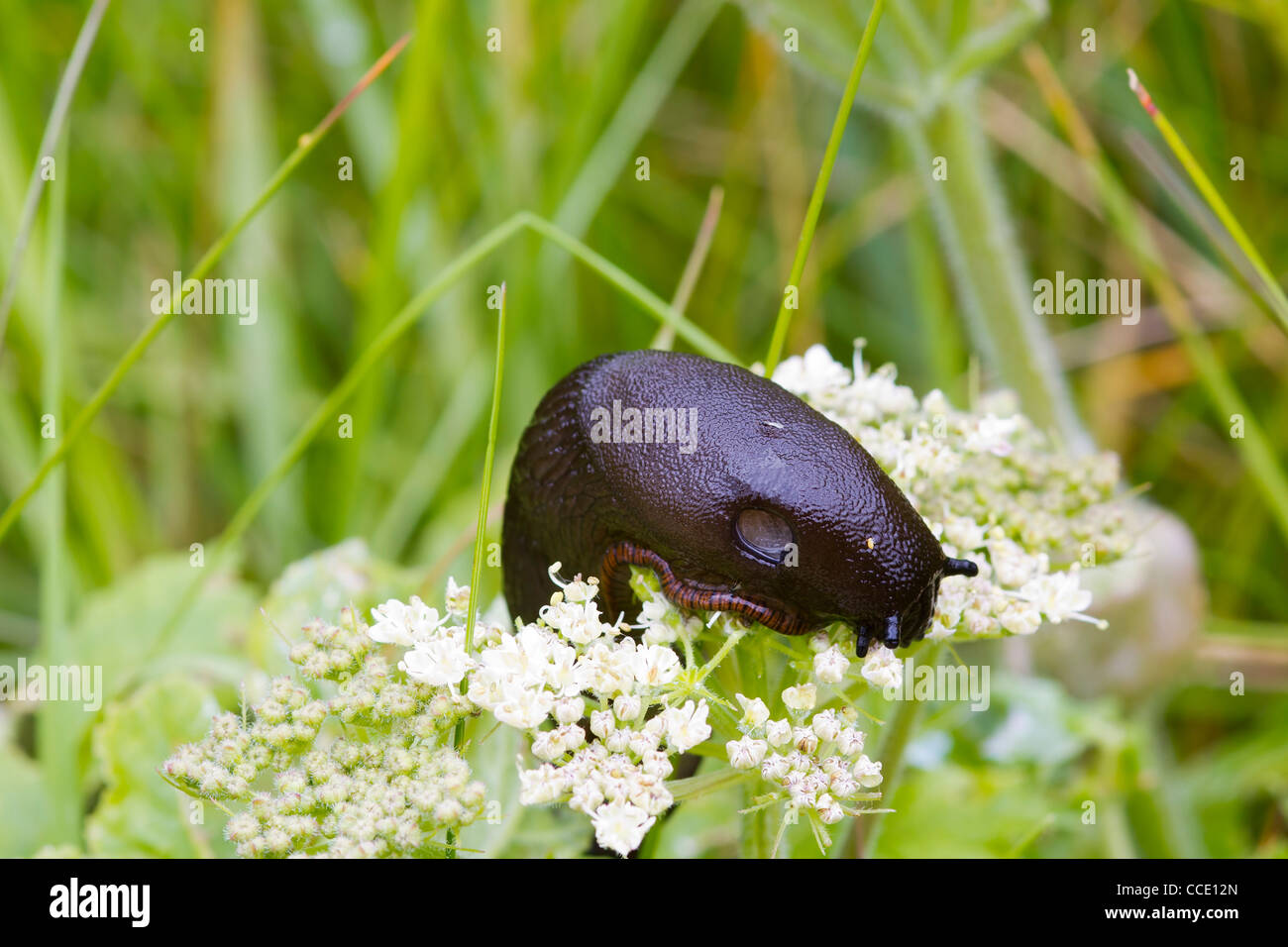 Small white slug hi-res stock photography and images - Alamy