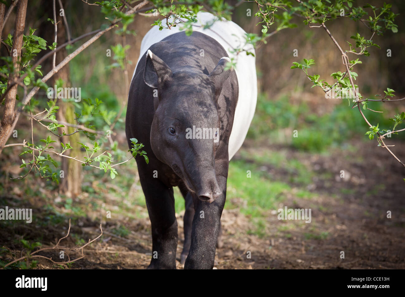 Malayan Tapir, also called Asian Tapir (Tapirus indicus Stock Photo - Alamy