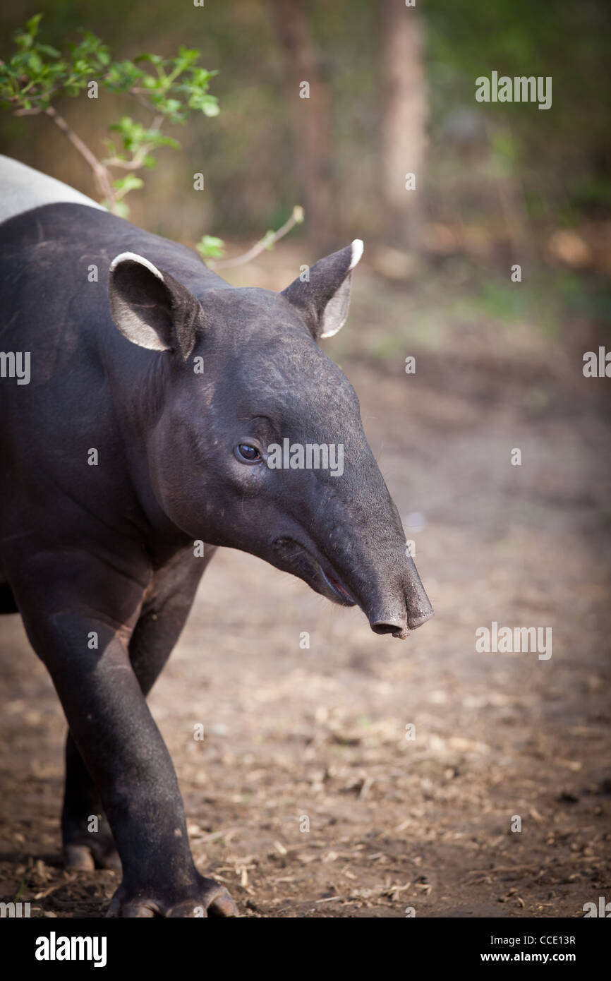 Malayan Tapir, also called Asian Tapir (Tapirus indicus Stock Photo - Alamy