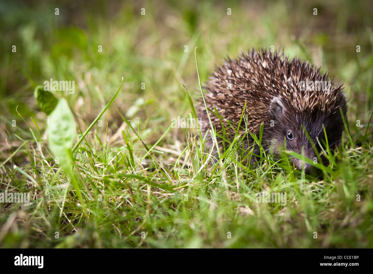 Baby European Hedgehog (Erinaceus europaeus) sniffing in grass ...