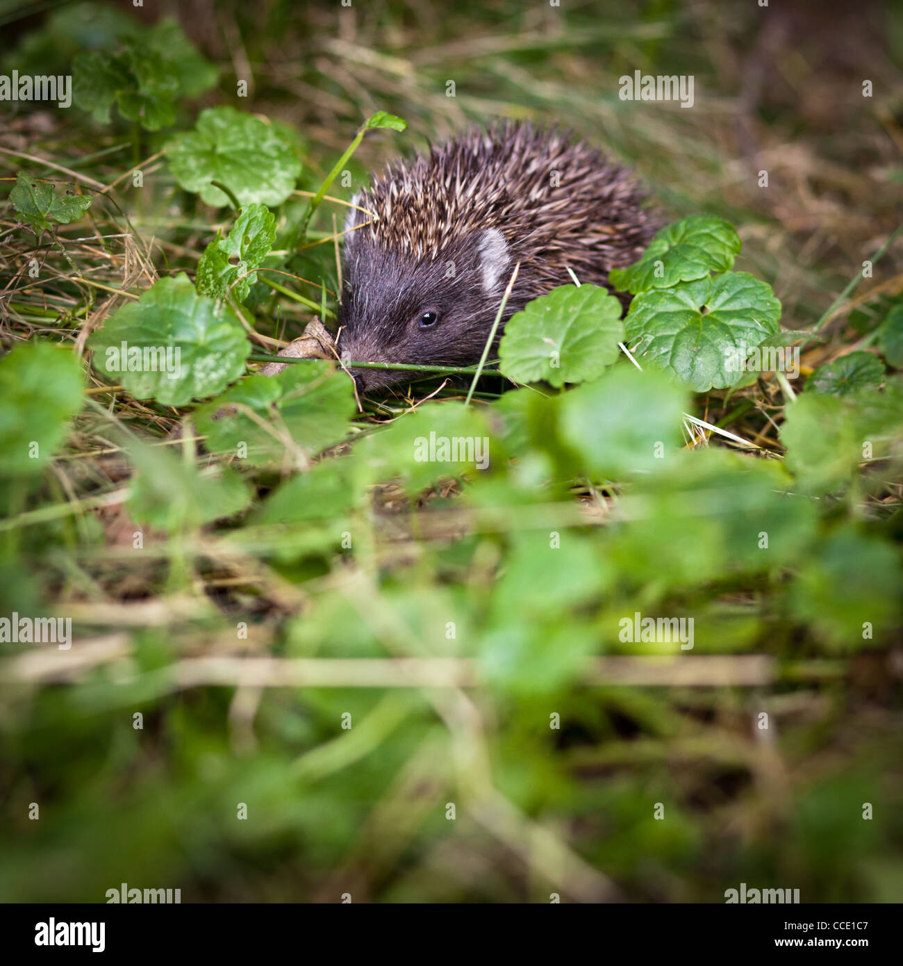 Baby European Hedgehog (Erinaceus europaeus) sniffing in grass ...
