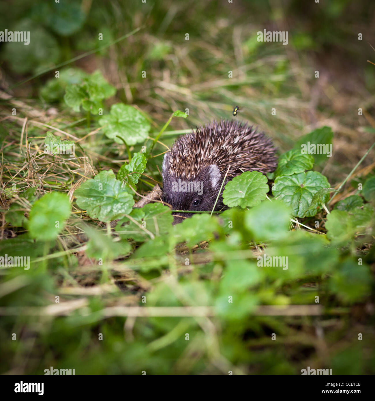 Baby European Hedgehog (Erinaceus europaeus) sniffing in grass ...