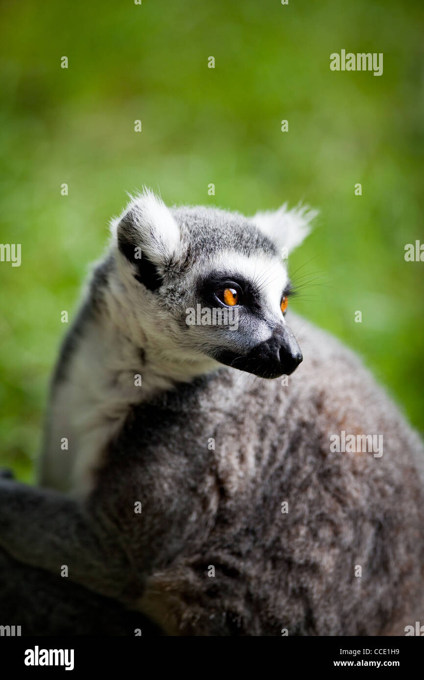 Lemur kata (Lemur catta Stock Photo - Alamy