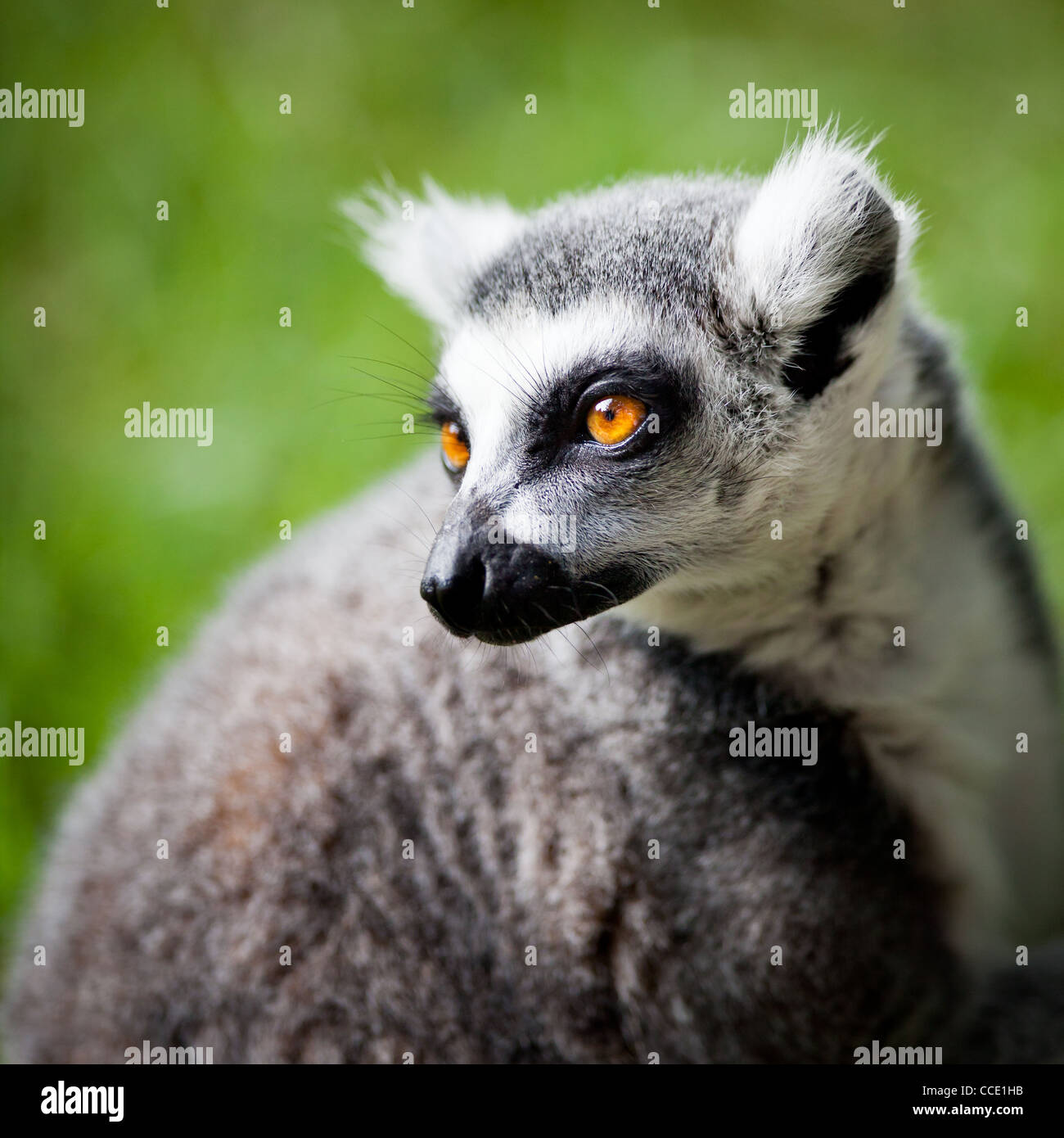 Lemur kata (Lemur catta Stock Photo - Alamy