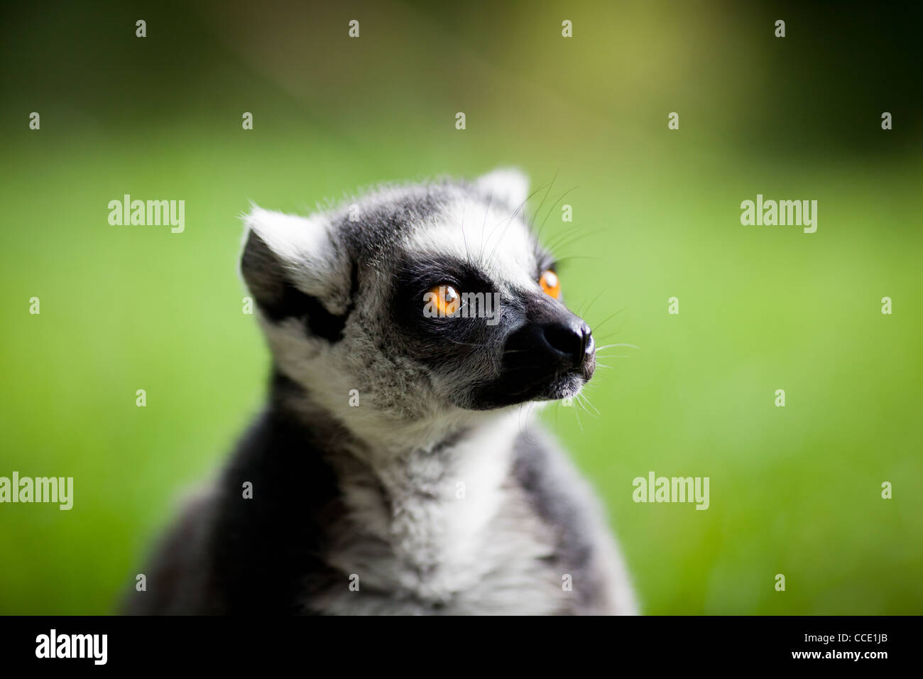 Lemur kata (Lemur catta Stock Photo - Alamy