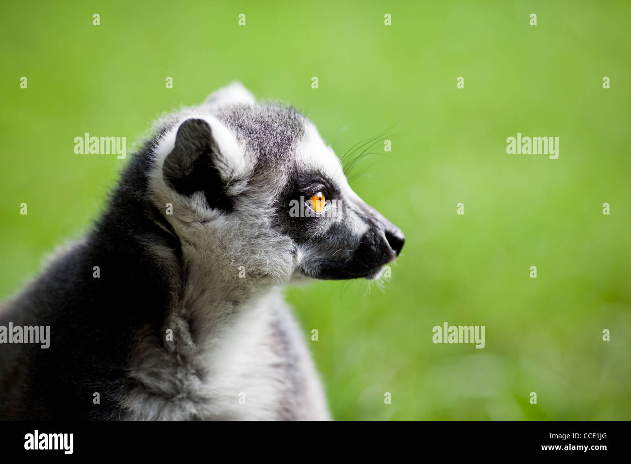 Lemur kata (Lemur catta Stock Photo - Alamy