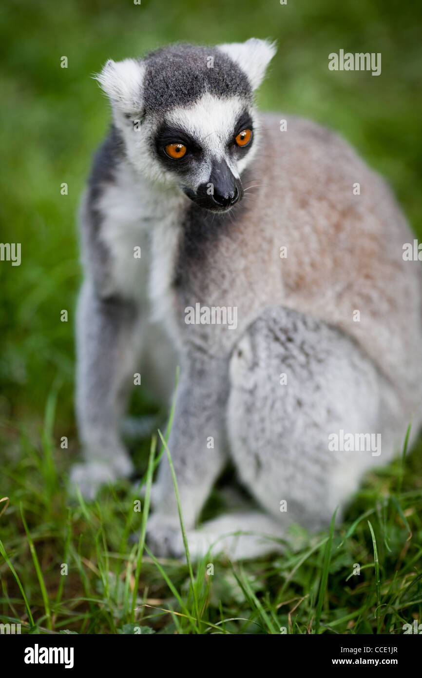 Lemur kata (Lemur catta Stock Photo - Alamy