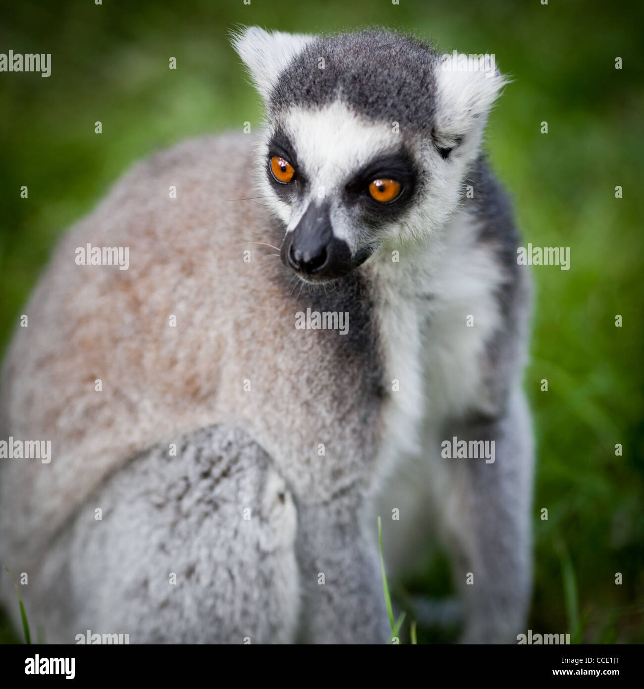 Lemur kata (Lemur catta Stock Photo - Alamy