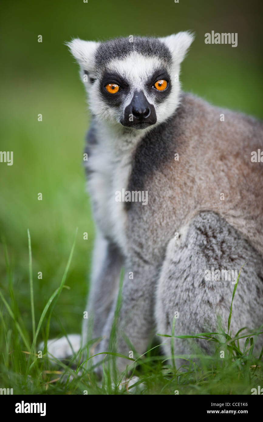 Lemur kata (Lemur catta Stock Photo - Alamy