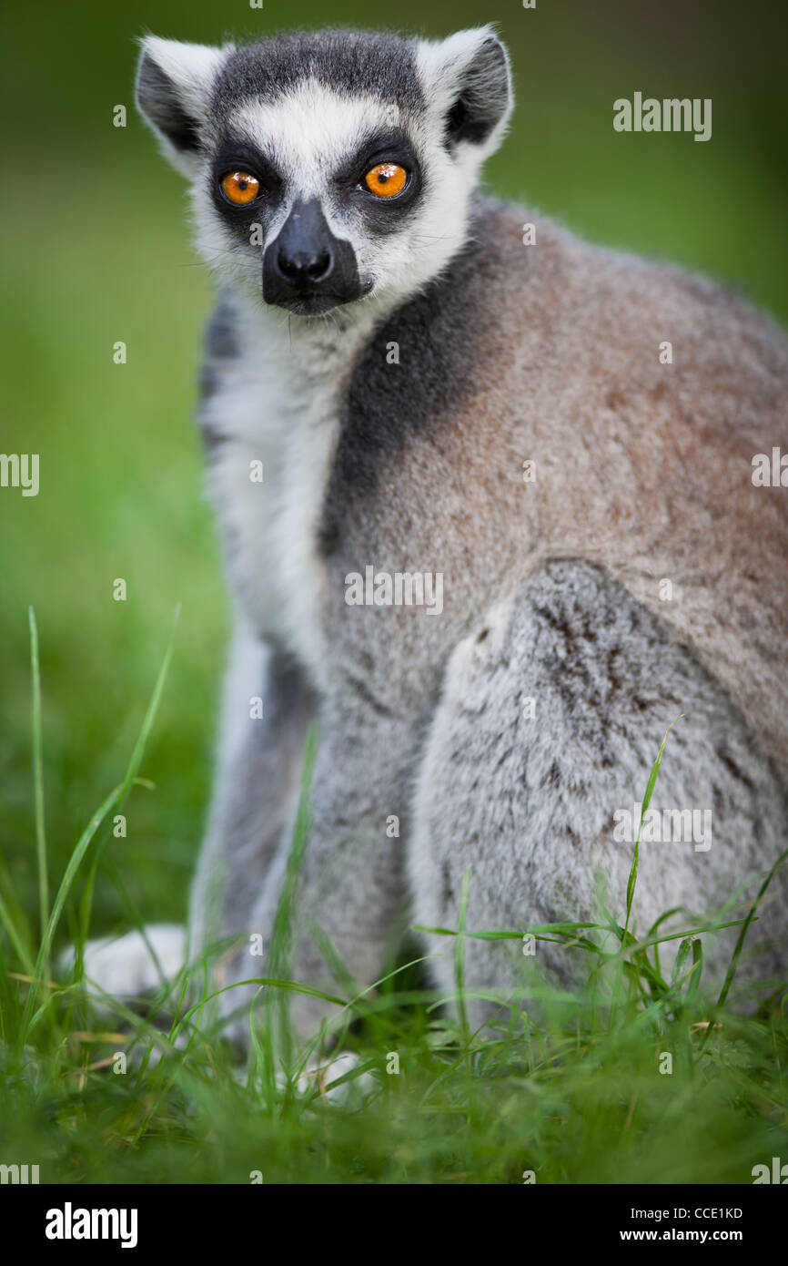 Lemur kata (Lemur catta Stock Photo - Alamy