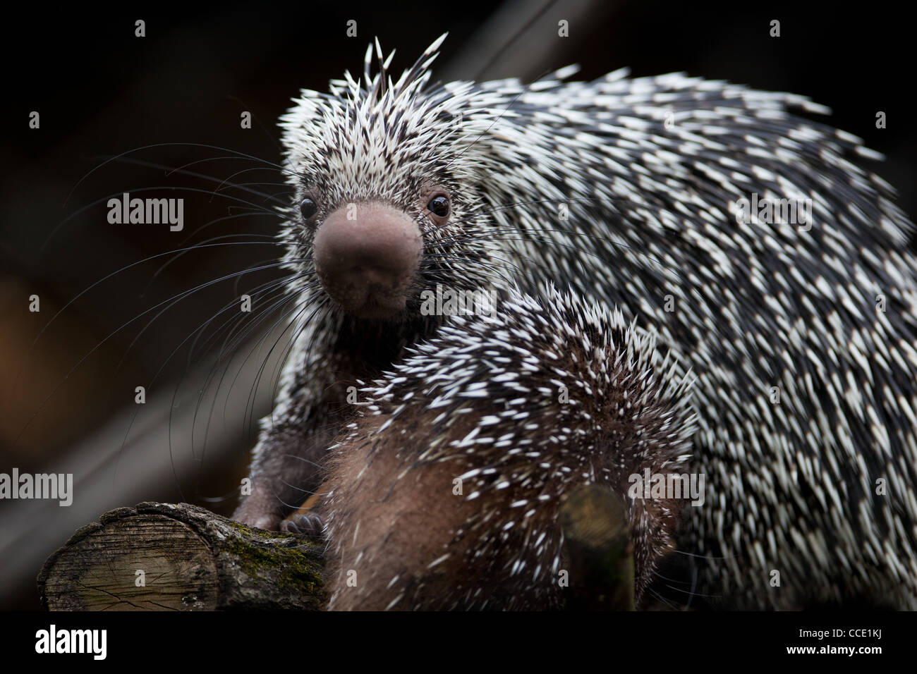 Close-up of a cute Brazilian Porcupine Stock Photo - Alamy