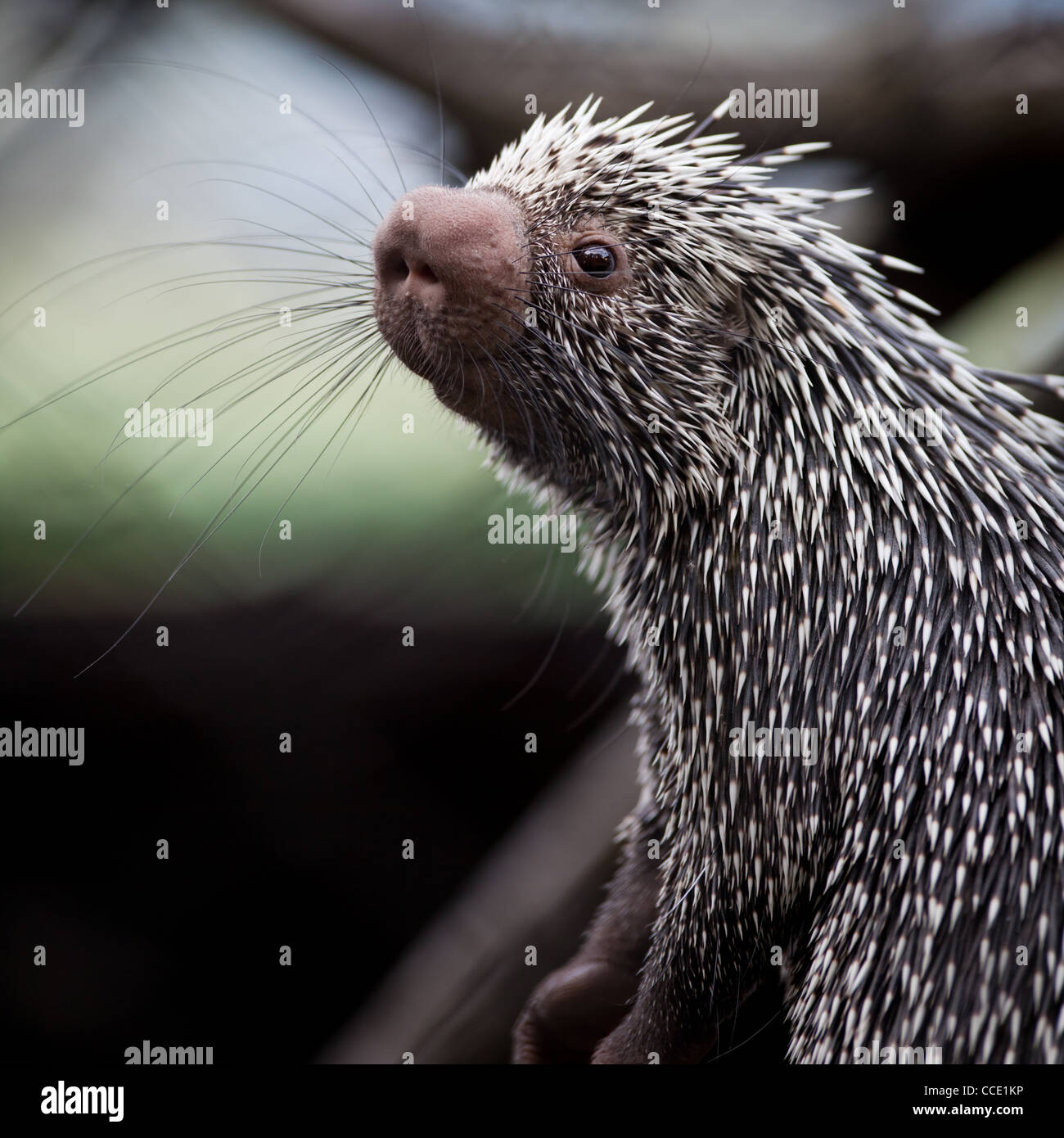 Close-up of a cute Brazilian Porcupine Stock Photo - Alamy