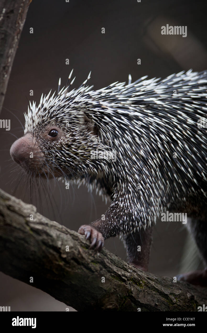 Close-up of a cute Brazilian Porcupine Stock Photo - Alamy