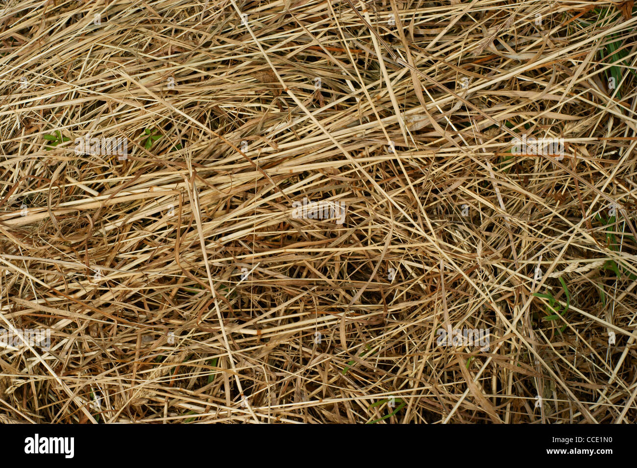 texture background of hay. Freshly harvested Stock Photo - Alamy