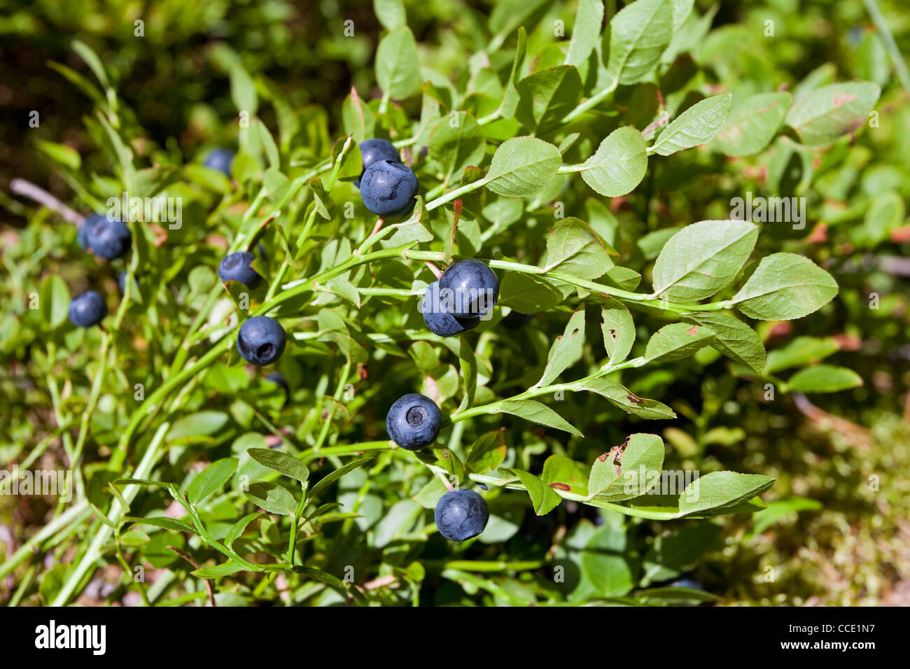 Bilberry hi-res stock photography and images - Alamy