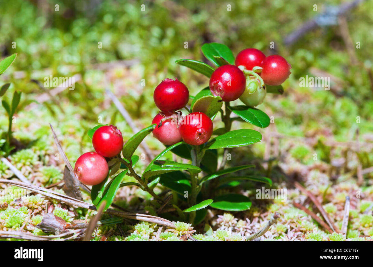 Lingonberry shrub with berries Stock Photo - Alamy