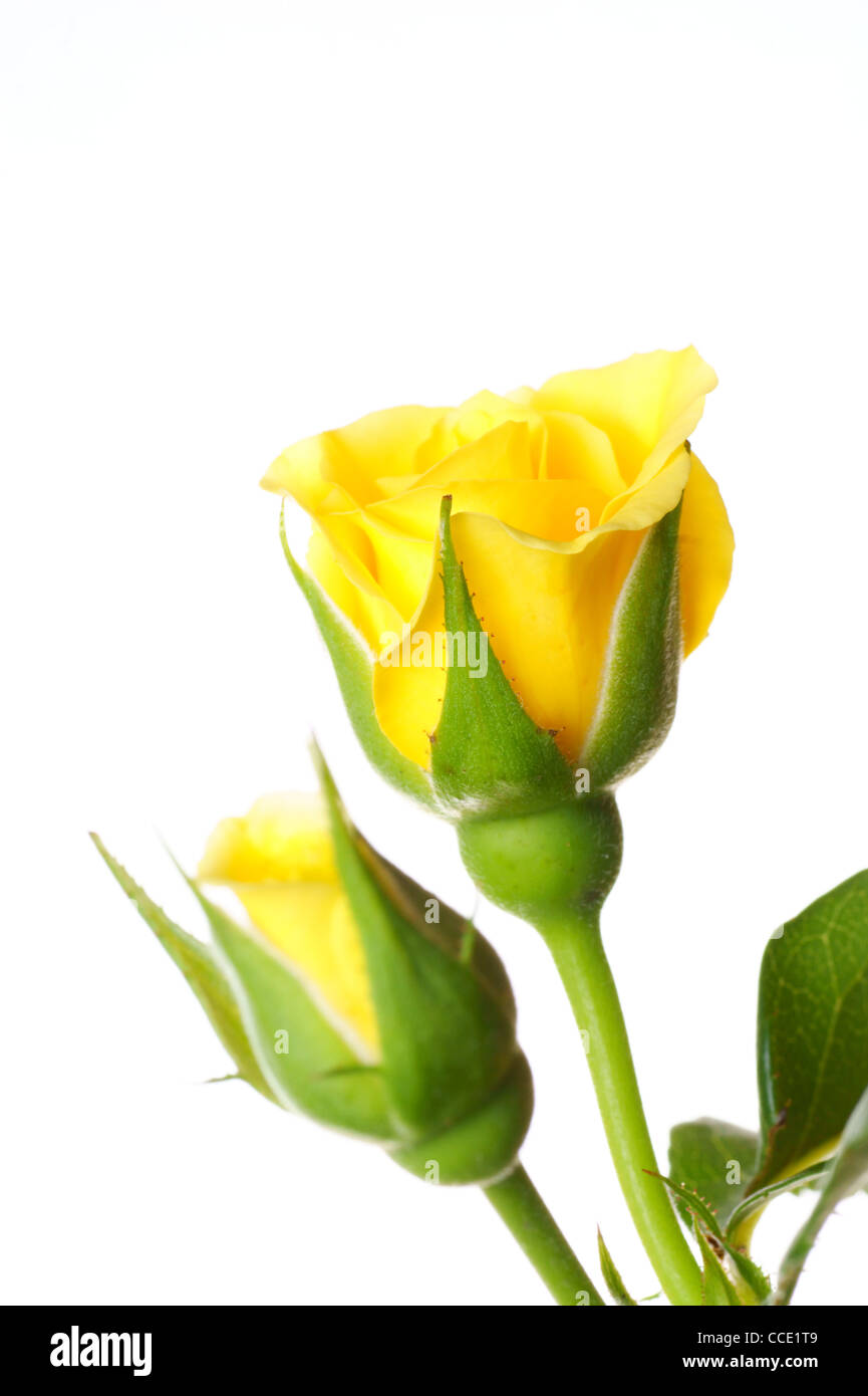 Yellow rose isolated on white background Stock Photo - Alamy