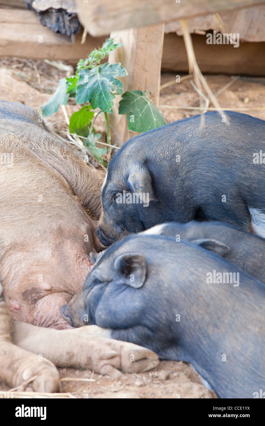 Nursing Pig High Resolution Stock Photography and Images - Alamy