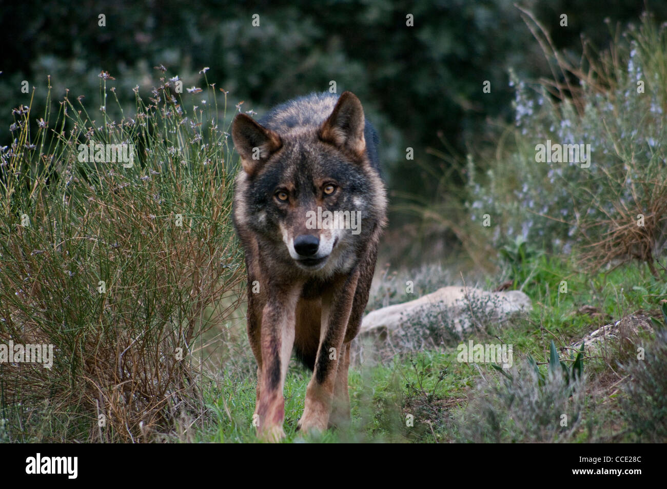 Lobo ibérico hi-res stock photography and images - Alamy