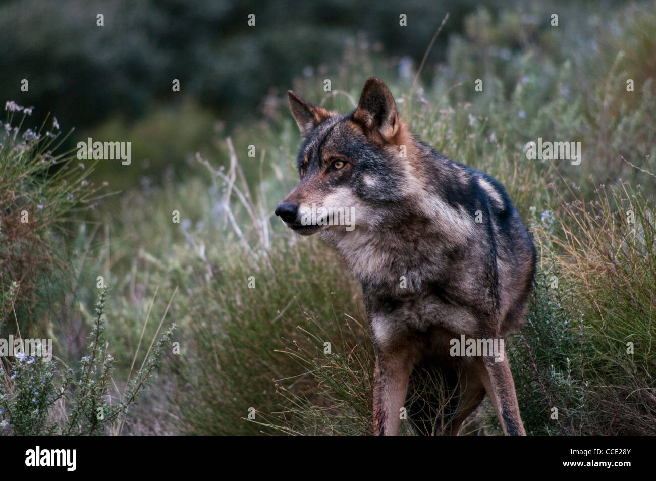 Lobo Iberico High Resolution Stock Photography and Images - Alamy