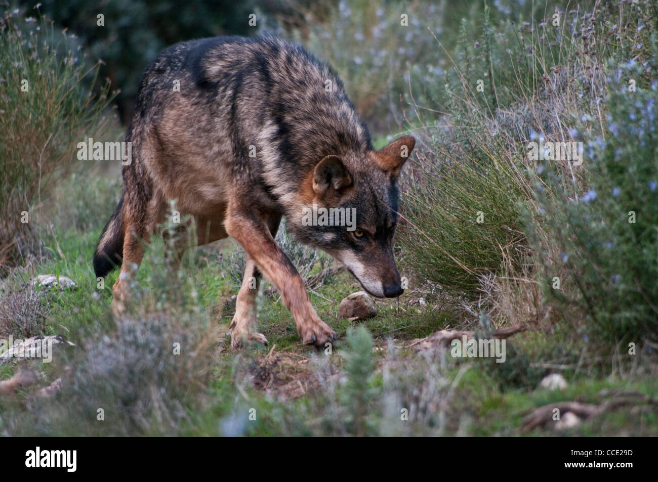 Wolf sniffing hi-res stock photography and images - Alamy