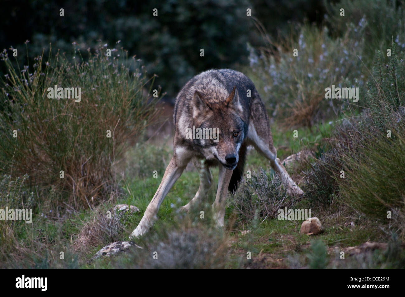 Lobo ibérico hi-res stock photography and images - Alamy