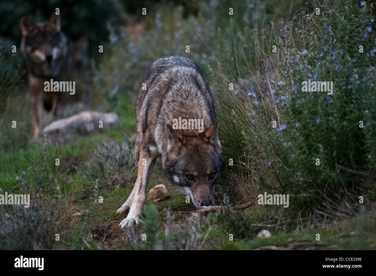Wolf sniffing hi-res stock photography and images - Alamy