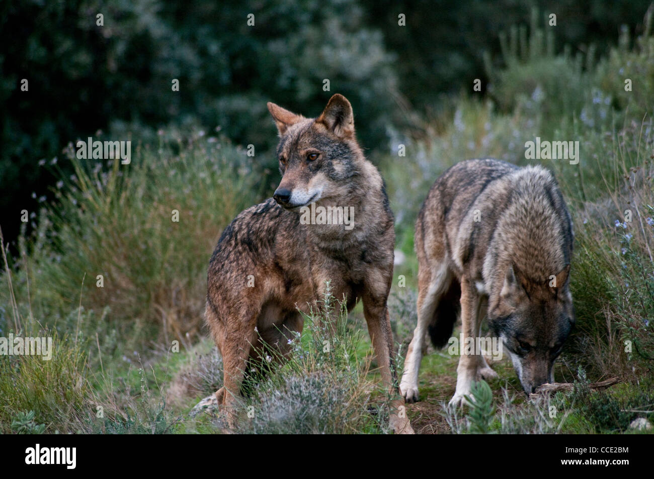Iberian wolf (pack) hi-res stock photography and images - Alamy